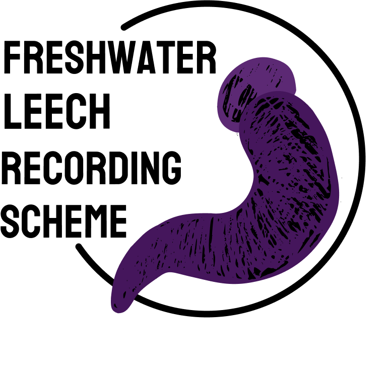 Freshwater Leeches – Identification and Ecology – Freshwater Leech ...