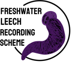 Freshwater Leeches – Identification and Ecology – Freshwater Leech ...