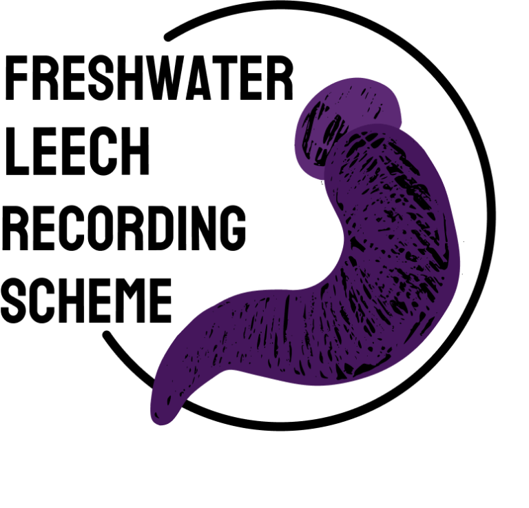 Freshwater Leeches – Identification and Ecology – Freshwater Leech ...