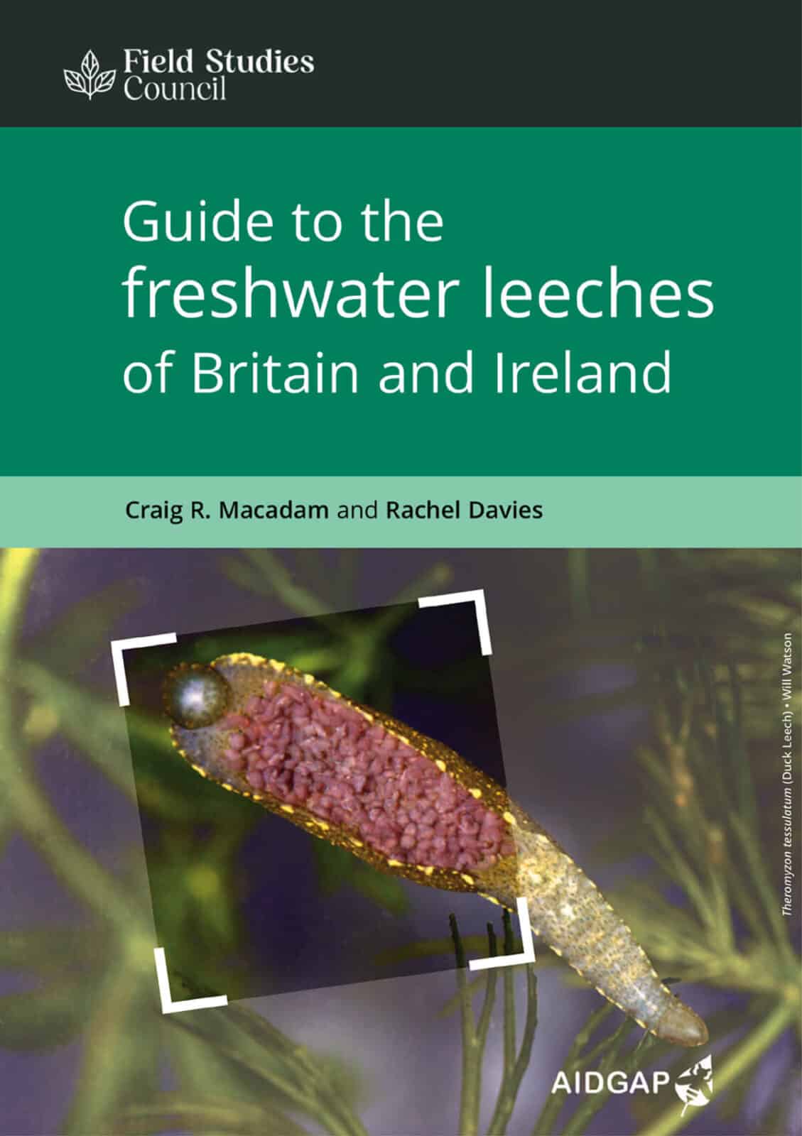 Identification Help – Freshwater Leech Recording Scheme